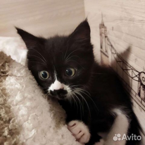 Славный котёнок в добрые руки