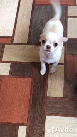 Чихуахуа щеночки