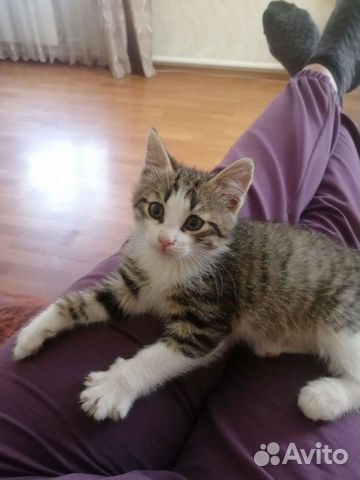 Котенок 2 мес