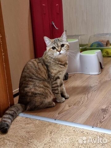 Отдам в добрые руки британскую кошечку