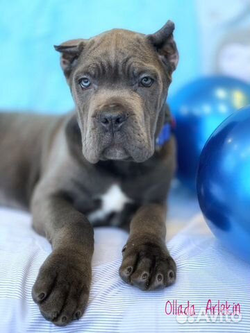 Серый мальчик кане корсо