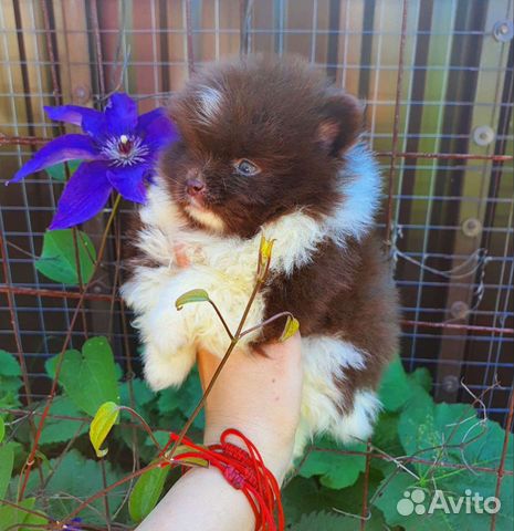 Минюшечка кукольный малышик