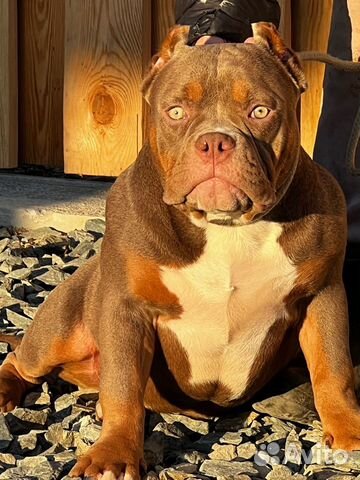 Американский булли