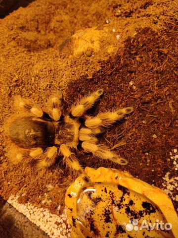 Паук птицеед с террариумом