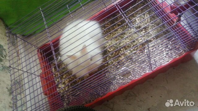 Декоративный кролик и коята