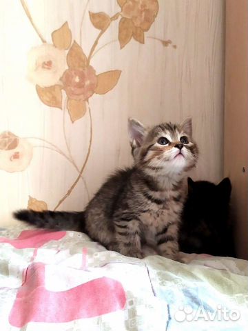 Шотландские котята