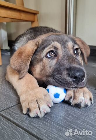 Отдам в добрые руки