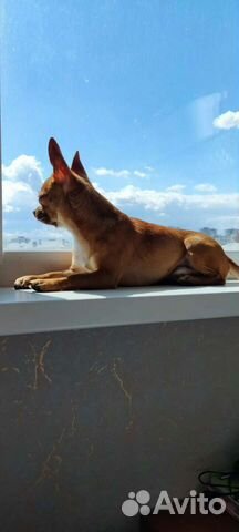 Он ждёт свою принцессу. Вязка Чих