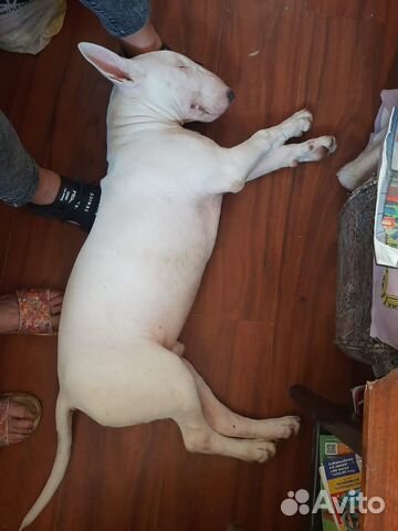 Продаю питбуля