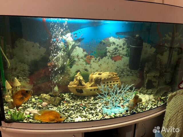 Аквариум