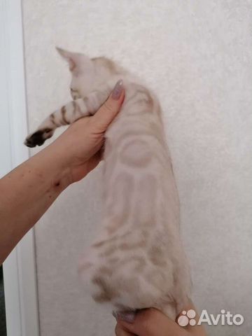 Бенгальская кошка