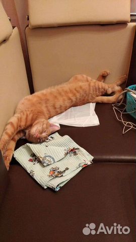 Рыжика хотят выкинуть,причем,в ближайшие дни