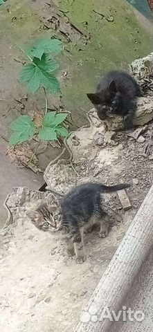 Дикие котята