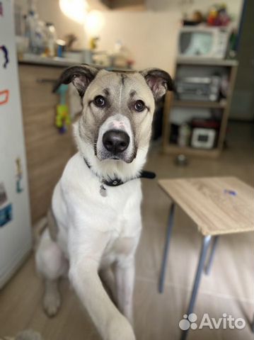 Собака в добрые руки