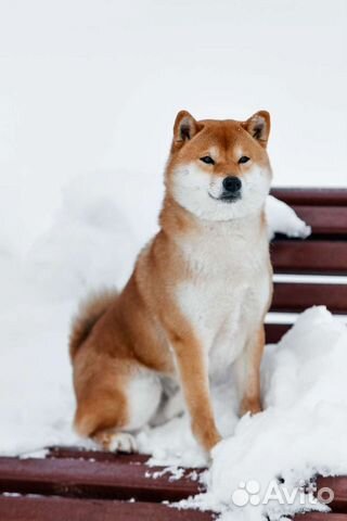 Сиба ину вязка кобель