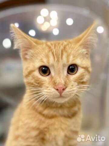 Котенок Рыжик в поисках семьи