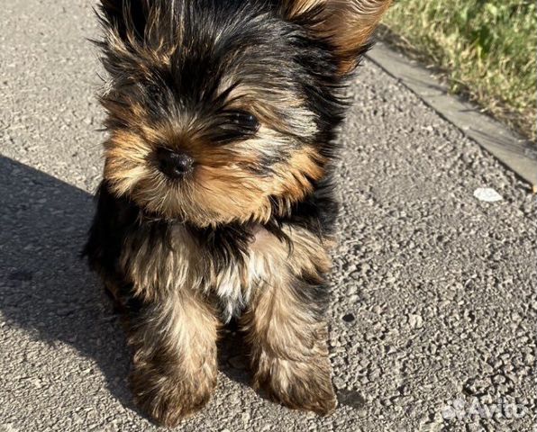 Беби фэйс йорки