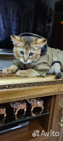 Котик чаузи ф1