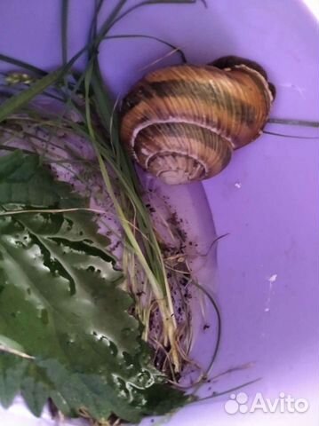 Садовая улитка