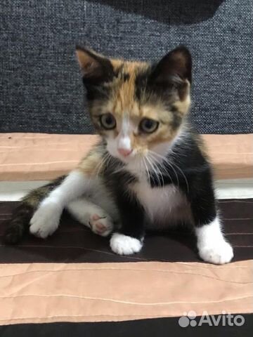 Котенок девочка бесплатно