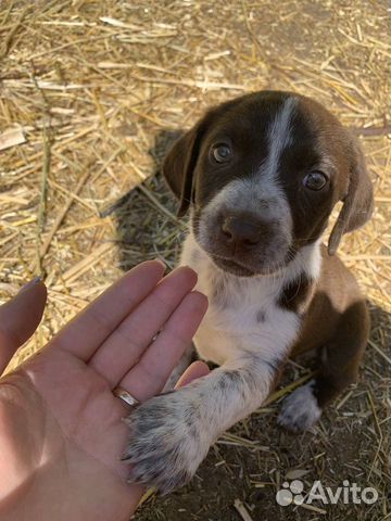 Щенки курцхаара
