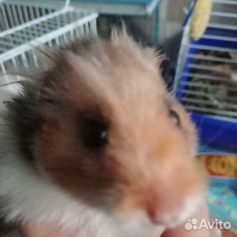 Продам сирийских хомяков