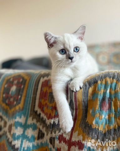 Британские котята