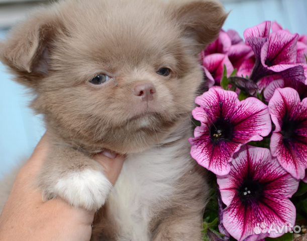 Лиловый пупс