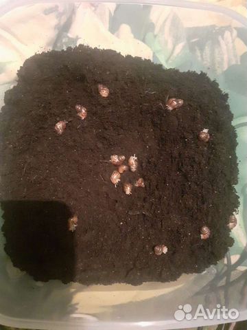 Улитки ахатины