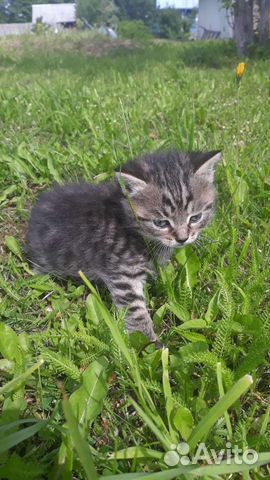 Котята в добрые руки бесплатно