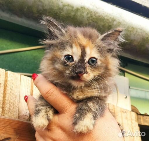 Пушистая крошка