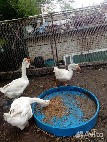 Гуси холмогоры