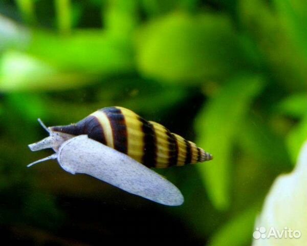 Улитка хилена