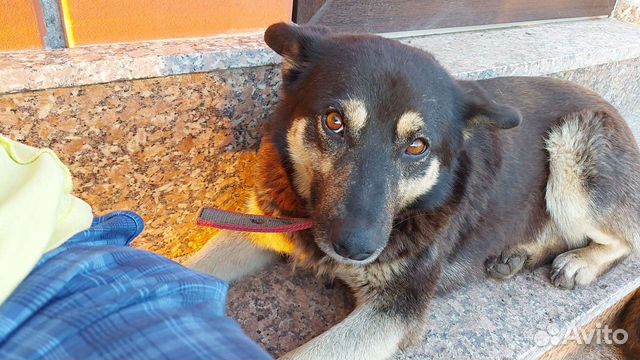 Собака охранница