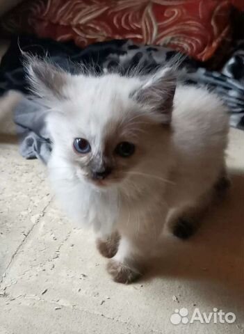 Сиамские котята