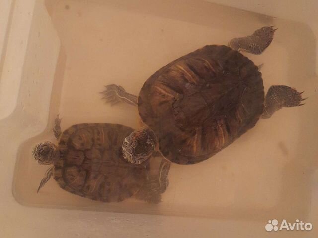 Отдам черепаху бесплатно водяная