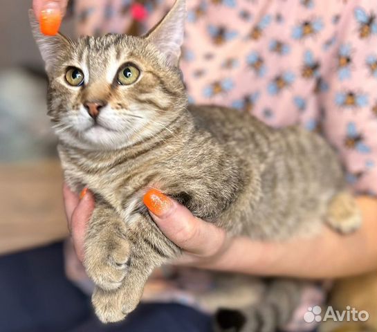 Маленькая зайка побегайка Компотик 4 мес ищет дом