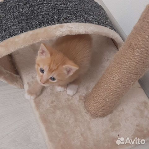 Маленький рыжий мальчик ищет дом