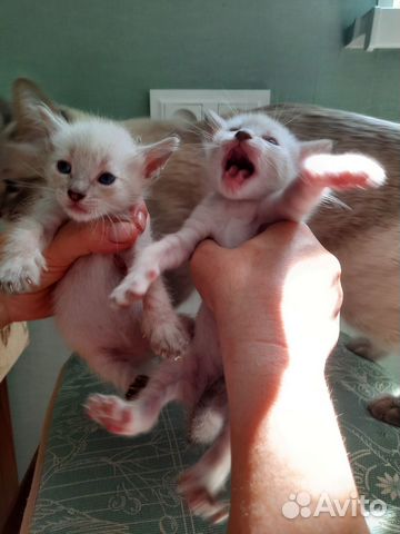 Отдам в добрые руки котят девочек