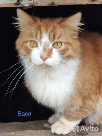 Выброшены наследниками ласковые рыжики