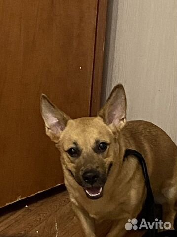 Щенок в добрые руки бесплатно