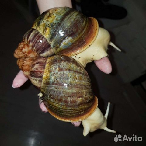 Улитки архахатины