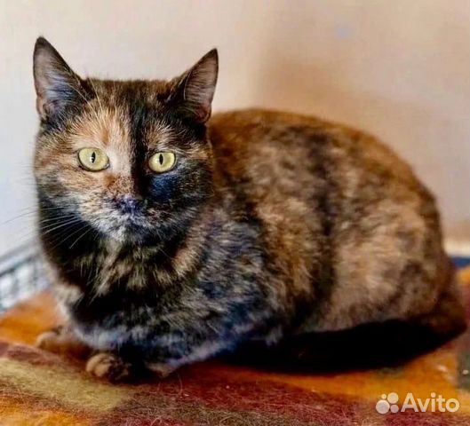 Кошка уникального окраса ищет дои