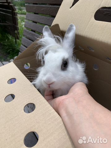 Отдам декоративеого кролика