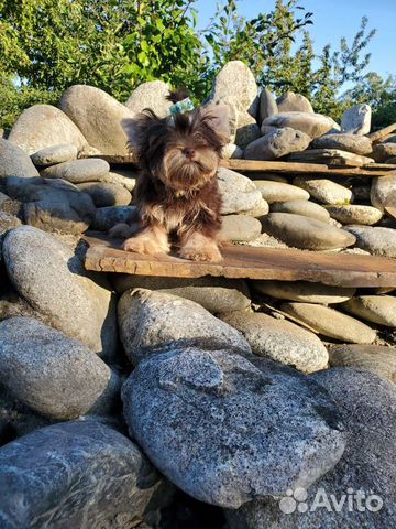 Шоколадный йорк девочка