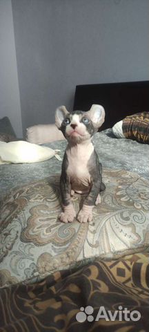 Канадский сфинкс эльф котенок мальчик