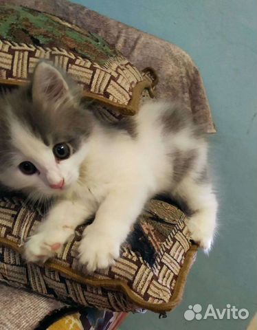 Котенок