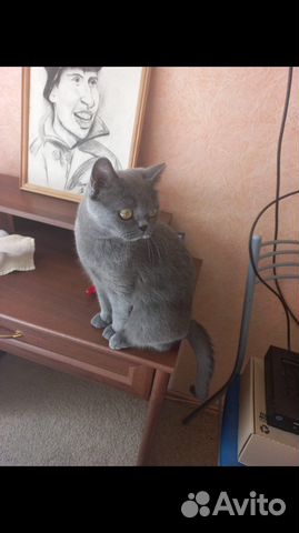 Британская