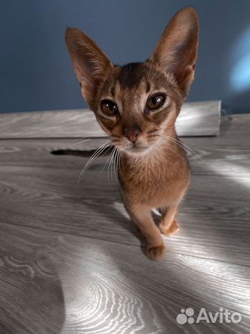 Абиссинский котенок