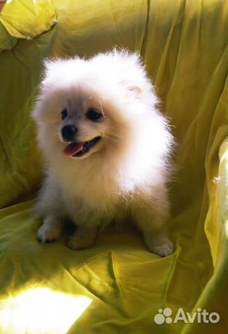 Щенки померанского шпица